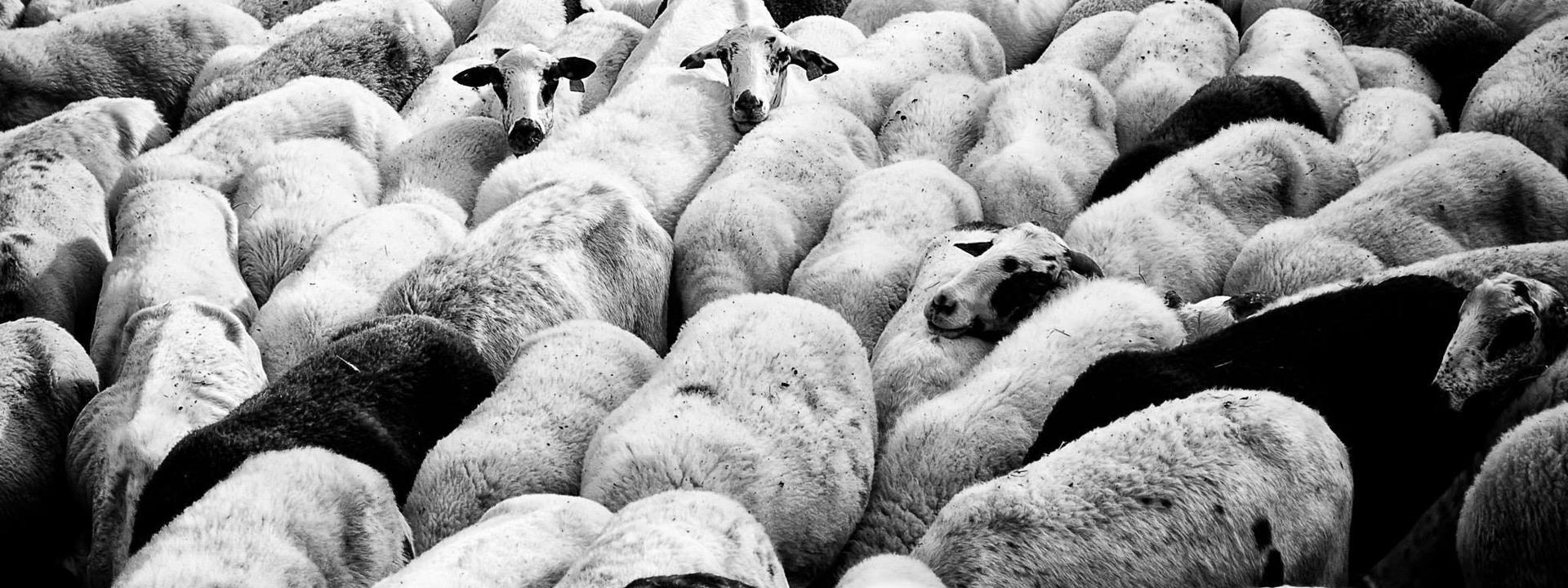 Transhumance routes Transhumance routes